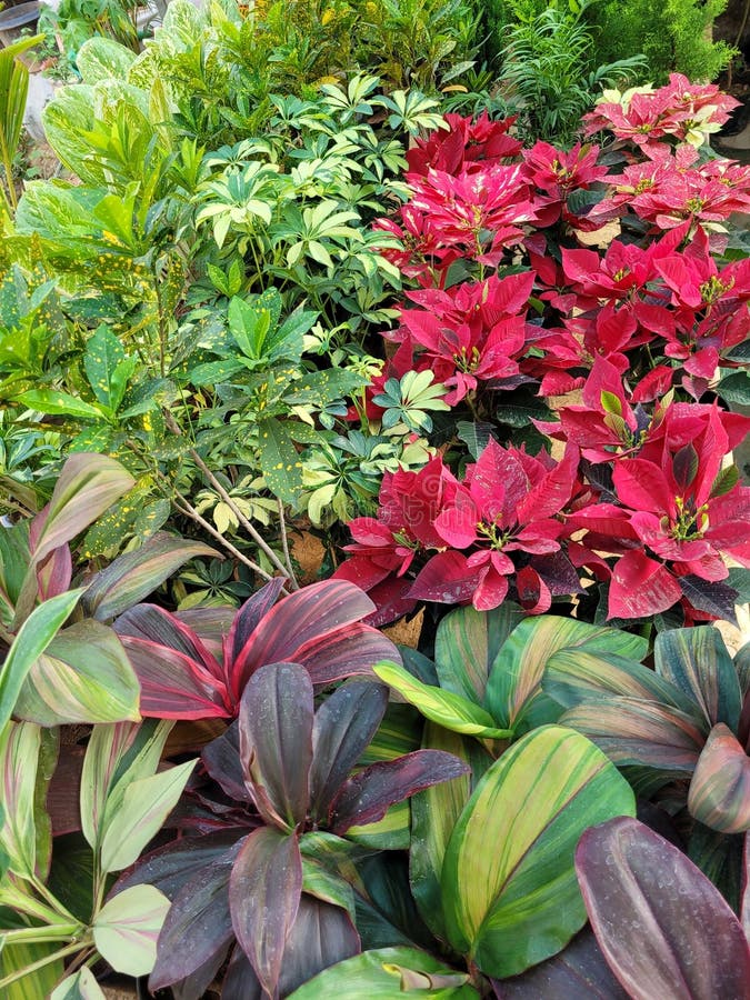 Multicolor Leafing Plants in the Garden Stock Photo - Image of herb ...