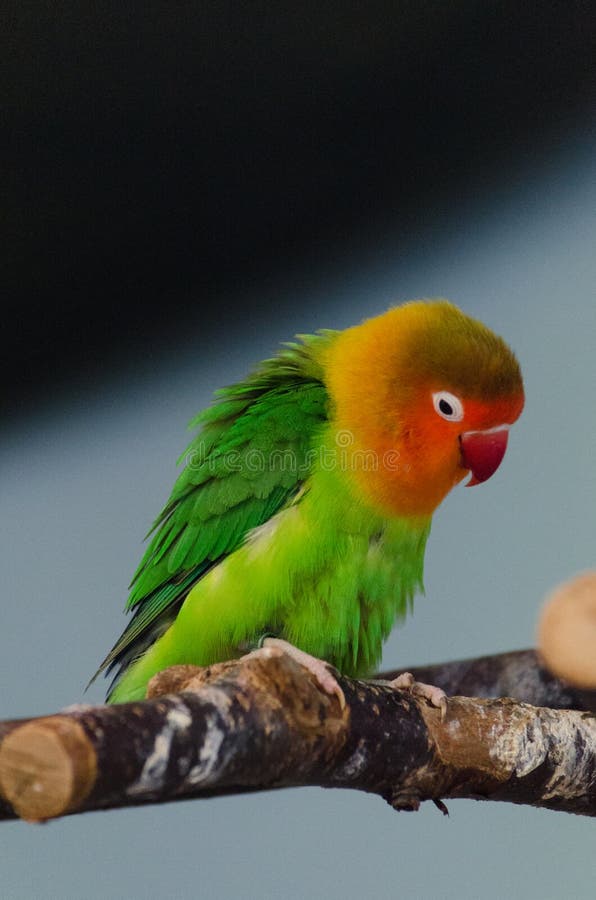 Multicolor little parrot 2 stock photo. Image of birds - 63181546