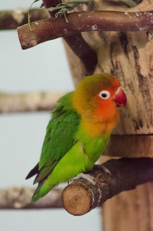 Multicolor little parrot stock photo. Image of animal - 63181618