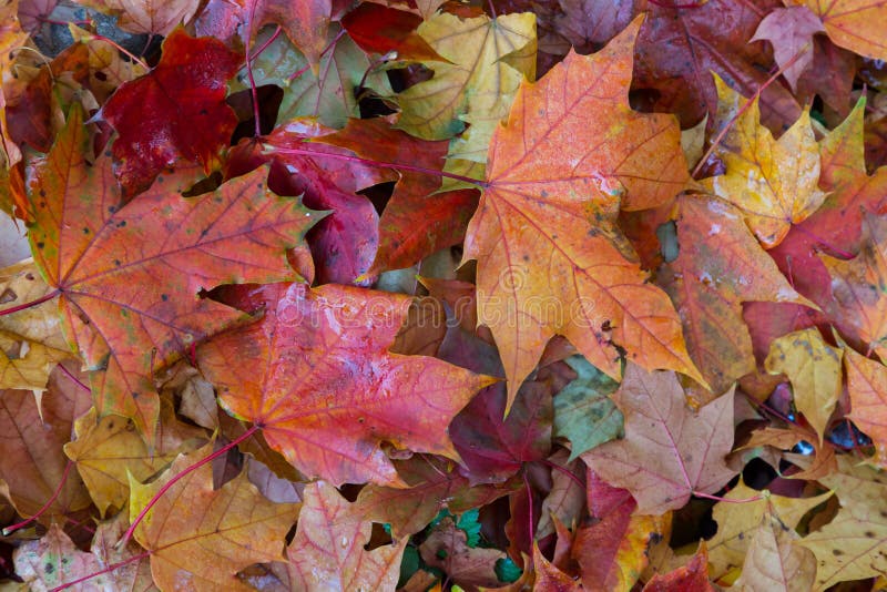Multicolor Maple Leaves on Ground Stock Photo - Image of impression ...