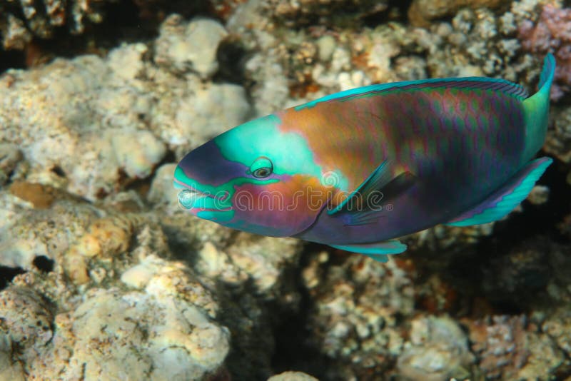 Papugi ryba obraz stock. Obraz złożonej z natura, papuga - 94529119