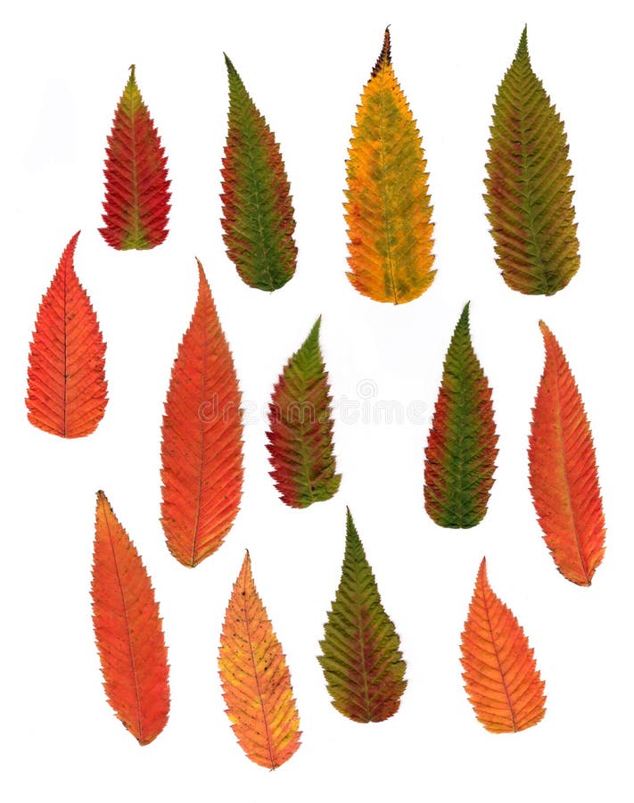 Multicolor Pressed Decorative Leaves in Geometry Forms Stock Photo ...