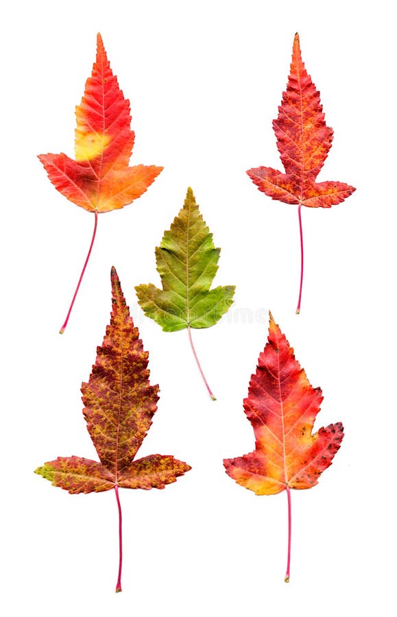 Decorative maple trees stock photo. Image of maple, palmatum - 76774266