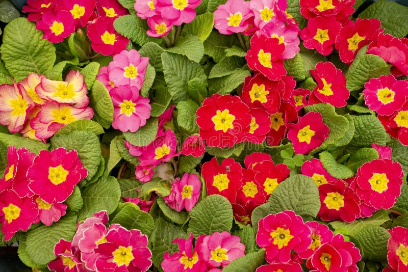 Multicolor Primrose Primula Vulgaris First Flower Blossoming Stock ...
