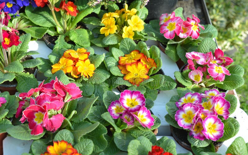 Multicolor Primula Flowers. Spring Flowers Primrose. Stock Photo ...