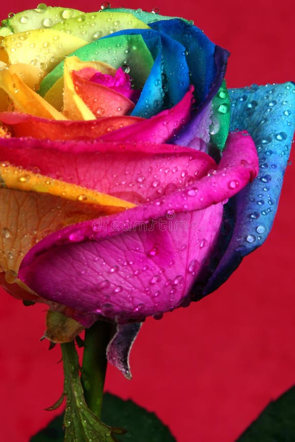 Multicolor rose stock photo. Image of beautiful, flower - 1030528