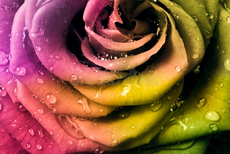 Rainbow roses stock image. Image of gift, background, bridal - 5279433