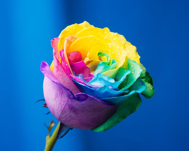 Multicolor Rose. Amazing Rainbow Rose Flower on Blue Background Stock ...