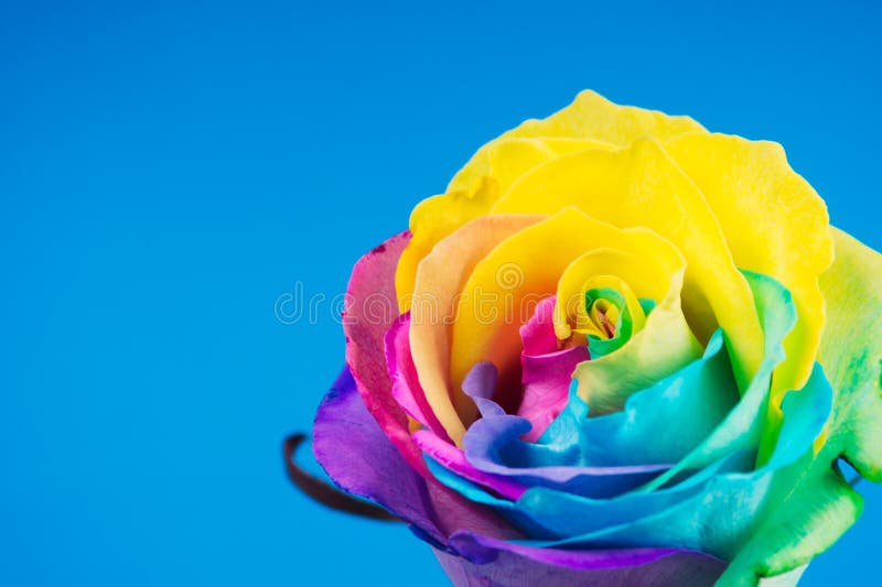 Multicolor Rose. Amazing Rainbow Rose Flower on Blue Background Stock ...