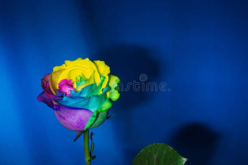 Multicolor Rose. Amazing Rainbow Rose Flower on Blue Background Stock ...