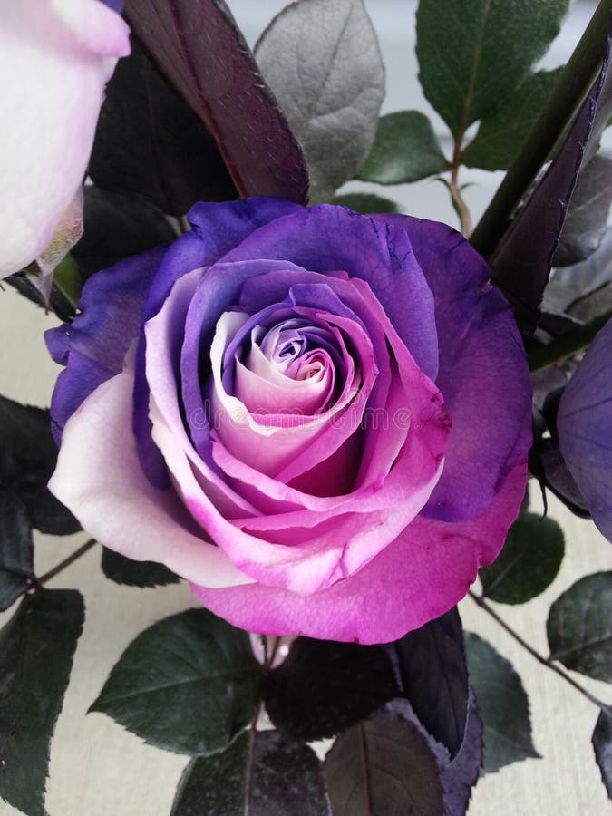 Multicolor rose stock photo. Image of rose, multicolor - 53973798