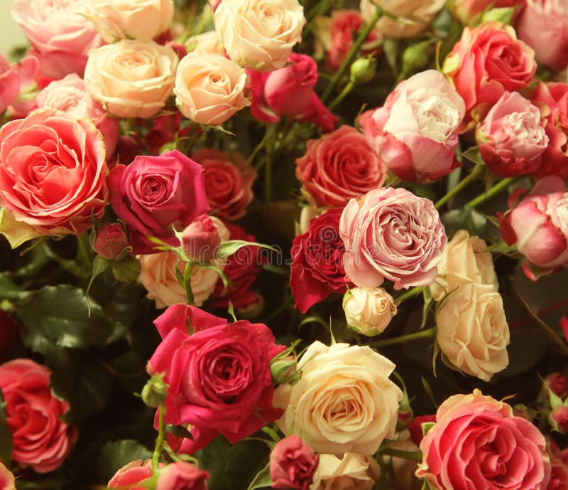 Multicolor roses bouquet stock image. Image of bunch - 49927109