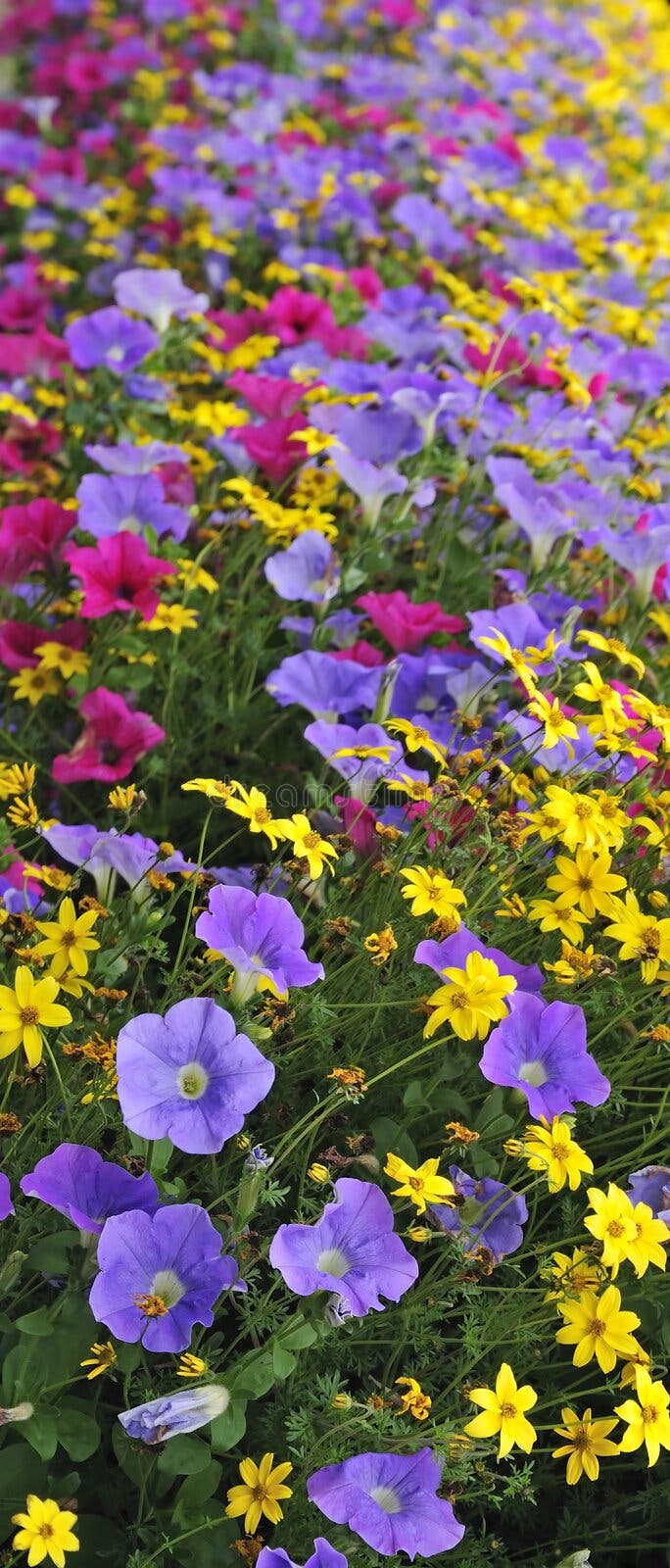 328 Geranium Border Background Stock Photos - Free & Royalty-Free Stock ...