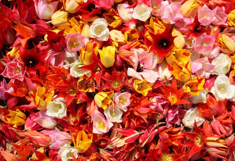 Maltese Passport stock photo. Image of booklet, stamp - 12678318