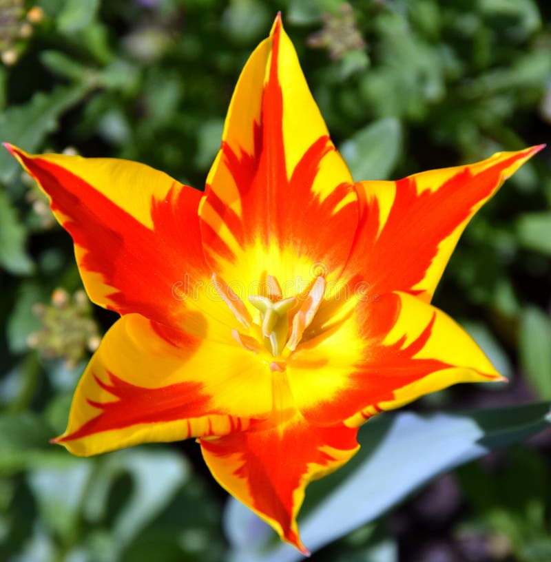 Multicolor Tulip Macro from Above Stock Photo - Image of colorful ...