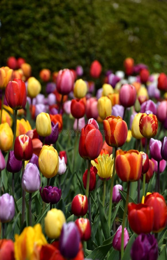 Multicolor tulips in bloom stock photo. Image of garden - 91113196
