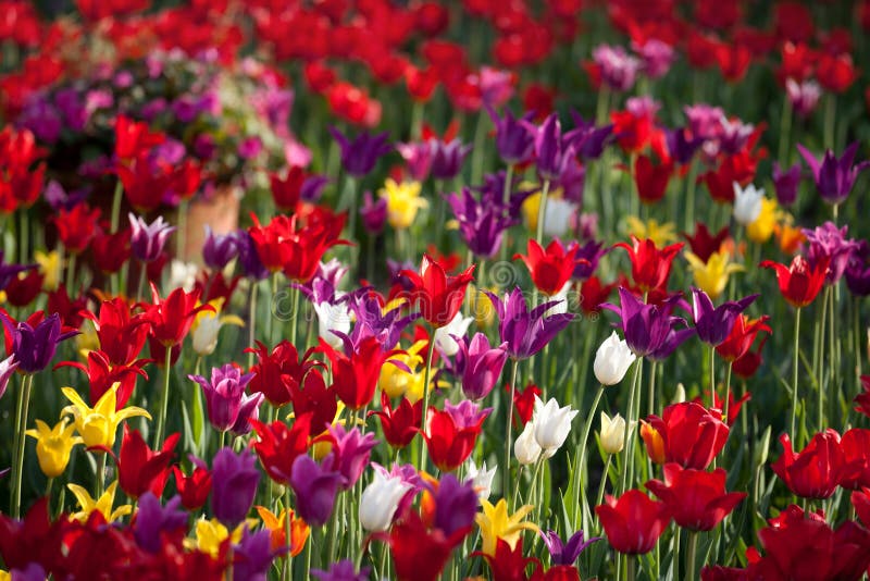 Multicolor Tulips in Sun Spring Day Stock Photo - Image of bright ...