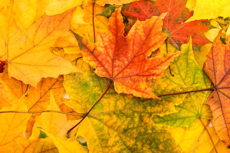 Multicolored Assorted Autumn Leaves Background Stock Photo - Image of ...