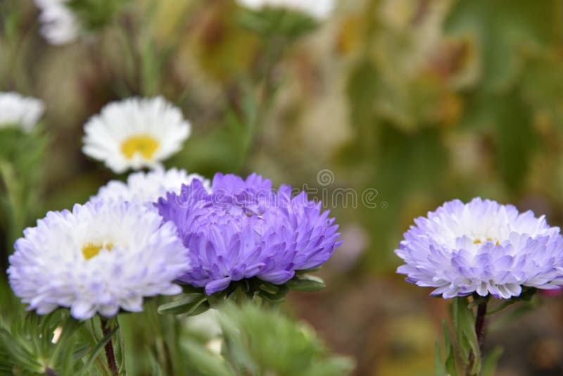 Multicolored Aster Flowers Close-up. Large Beautiful Aster Flowers ...