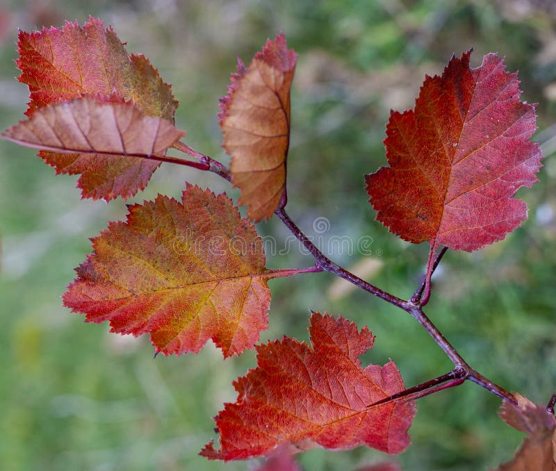 Multicolored Autumn Dressed in Hawthorn Leaves Stock Image - Image of ...