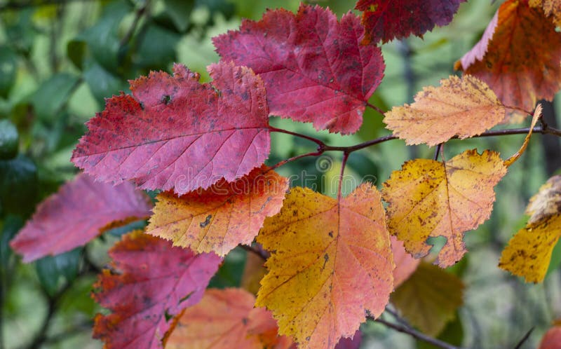Hawthorn and leaves. stock image. Image of plant, organic - 130467271