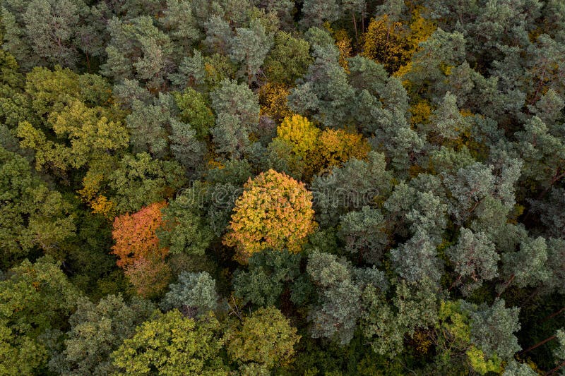 Multicolored Autumn Forest Top View from the Throne Stock Image - Image ...