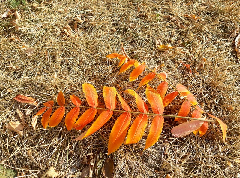 Multicolored Autumn Leaf of Smooth Sumac Tree on Dry Grass Stock Photo ...