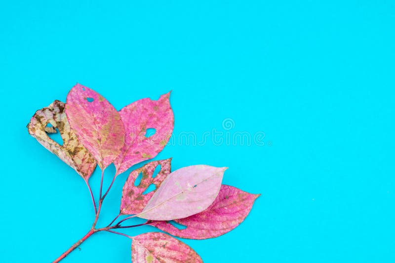 Multicolored Autumn Leaf on a Soft Blue Background Stock Image - Image ...