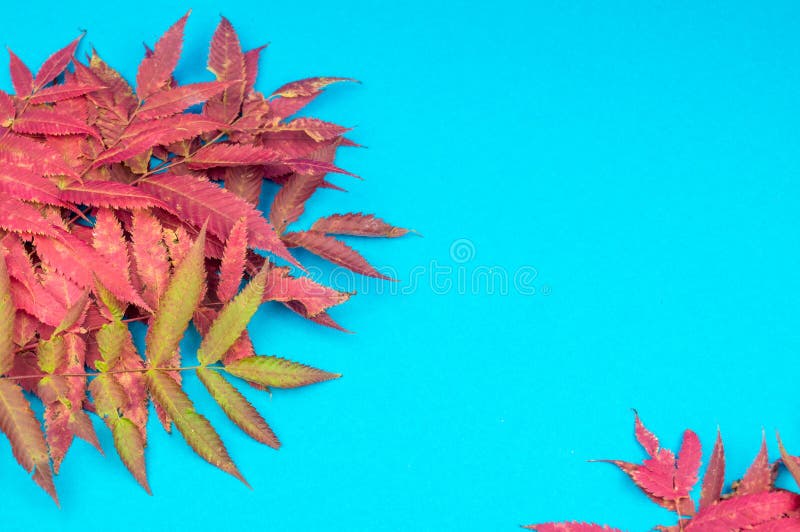 Multicolored Autumn Leaf On A Soft Blue Background Stock Photo - Image ...