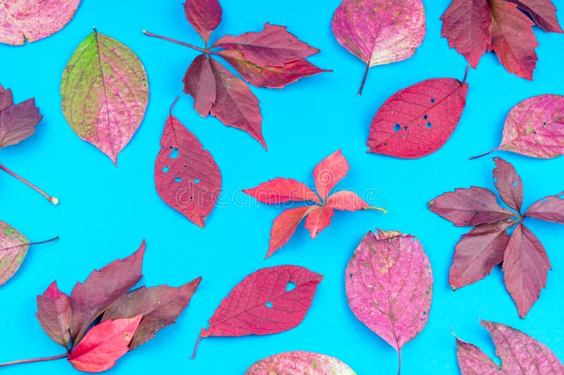 Multicolored Autumn Leaf On A Soft Blue Background Stock Image - Image ...
