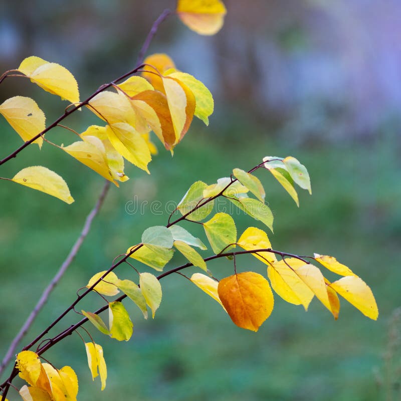 Multicolored Autumn Leaves on a Green Background. Square Format_ Stock ...
