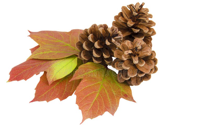 Multicolored Autumn Leaves and Three Bumps Stock Photo - Image of ...