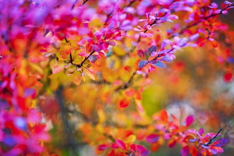 Colorful Tree Leaves in Autumn Stock Photo - Image of deck, background ...