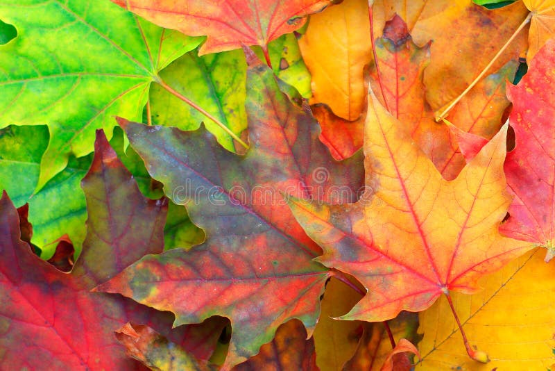 Multicolored autumn leaves stock photo. Image of decoration - 60986942