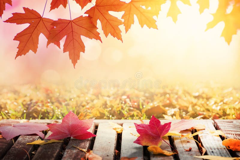 Multicolored Autumn Tree Leaves Stock Photo - Image of wooden, fall ...