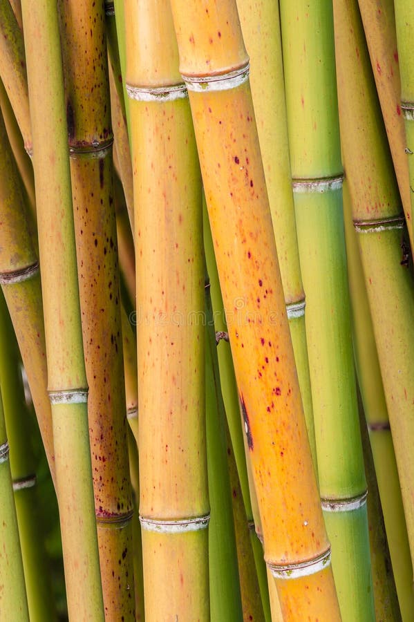 Multicolored bamboo stems stock photo. Image of multicolored - 83252244