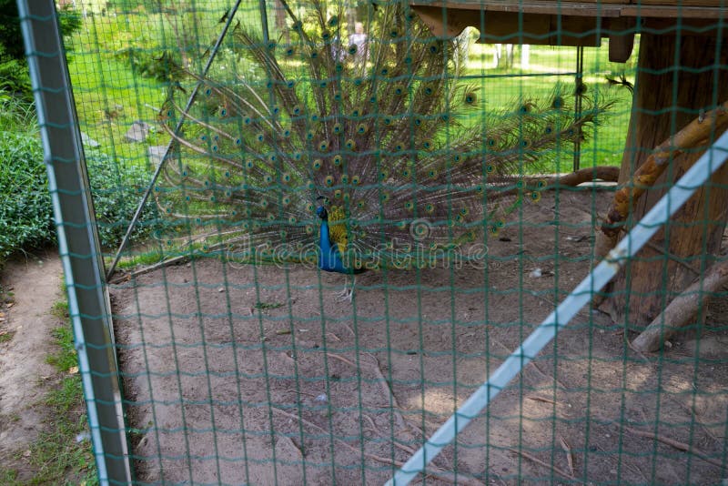 Beautiful Peacock Sitting in a Cage Stock Image - Image of vanity ...
