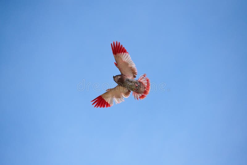 Colored birds flying stock photo. Image of multicolored - 242240444