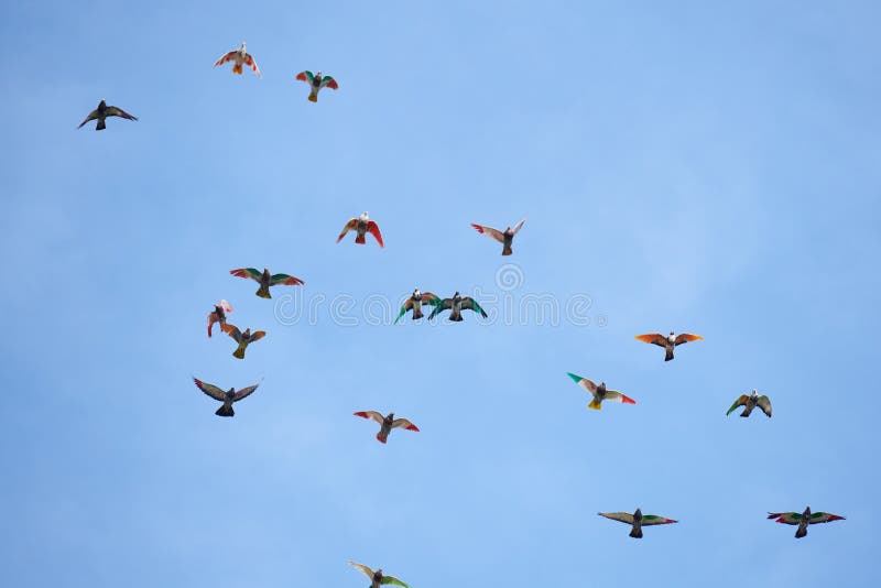 Colored birds flying stock image. Image of freedom, painted - 242239923
