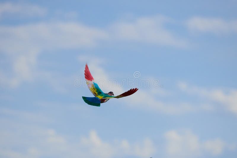 Colored birds flying stock photo. Image of peace, pigeon - 242240004