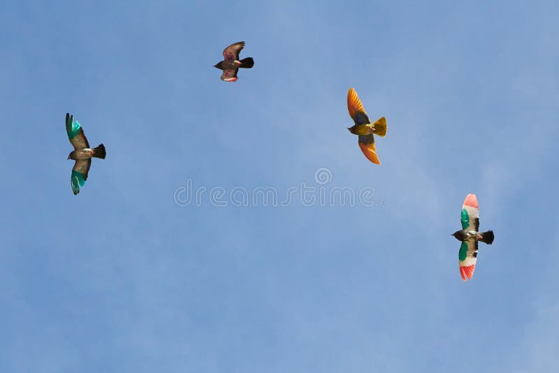 Colored birds flying stock photo. Image of painted, colored - 242240142