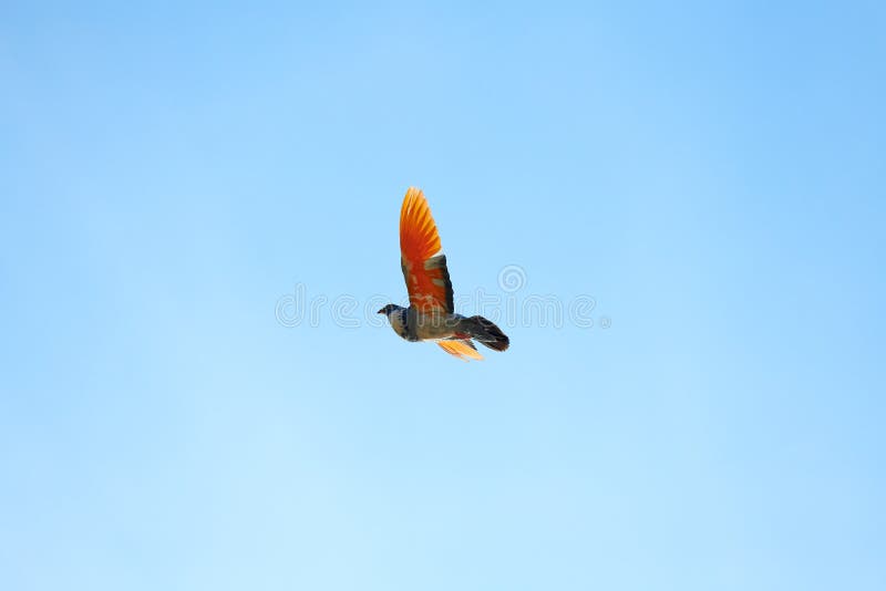 Colored birds flying stock photo. Image of checkered - 242240382