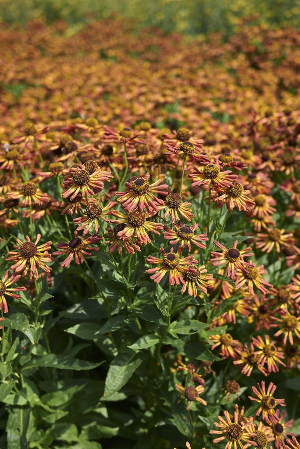 Multicolored Blooming of Helenium Plant Stock Image - Image of flowers ...