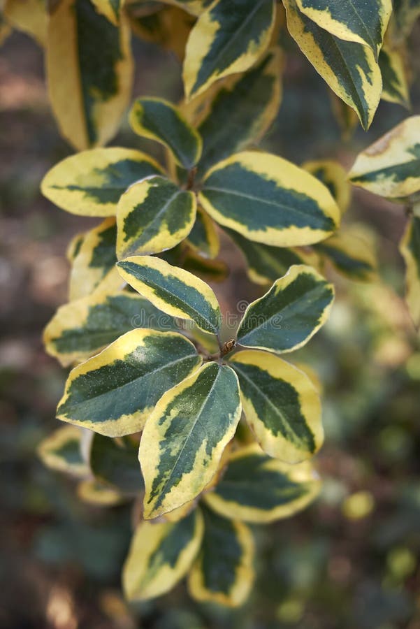 Elaeagnus Pungens Maculata Branch Stock Image - Image of garden, bush ...