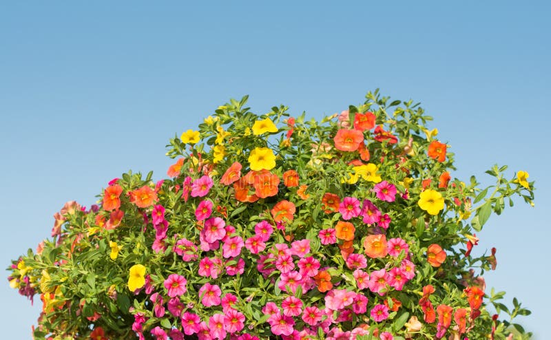 Multicolored Calibrachoa Flowers Stock Photo - Image of floral, hybrid ...