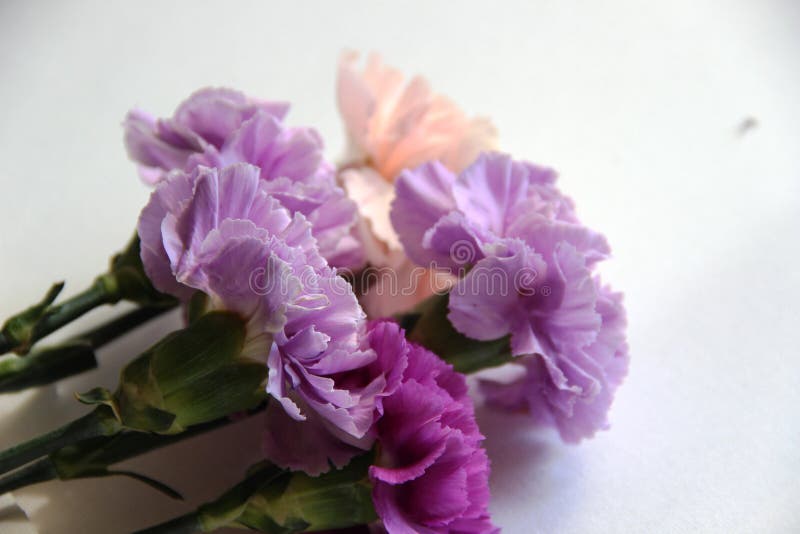 Lilac Flower Carnations on a Grey Table Framed by Straight Lines of ...