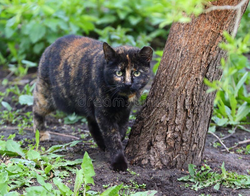 Multicolored Cat Comes Out from Behind a Tree Stock Image - Image of ...
