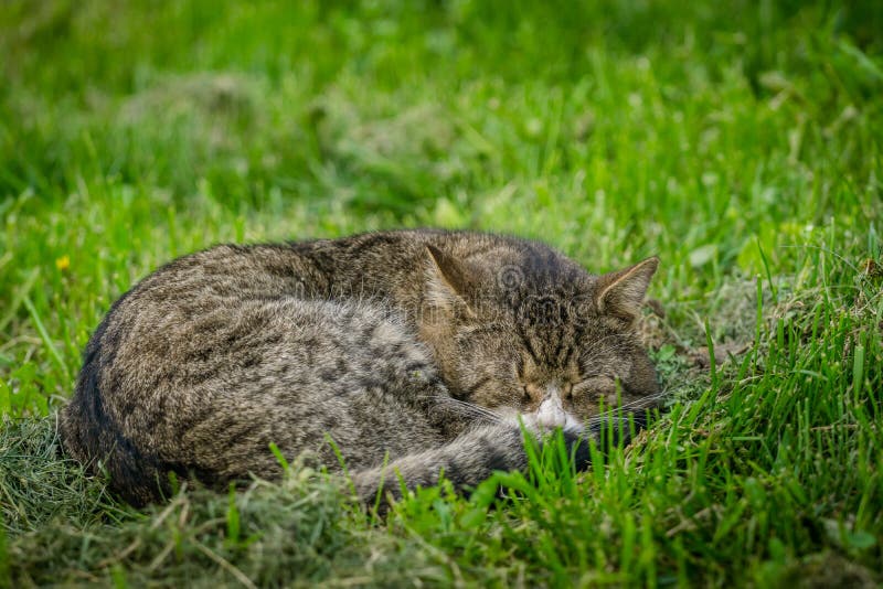 Multicolored Cat Enjoying Spring on Green Grass. Cat Sleep on Gr Stock ...