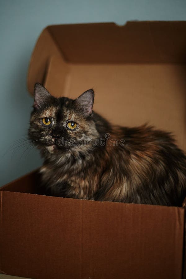 A Multicolored Cat Looks Out of a Cardboard Box Stock Photo - Image of ...