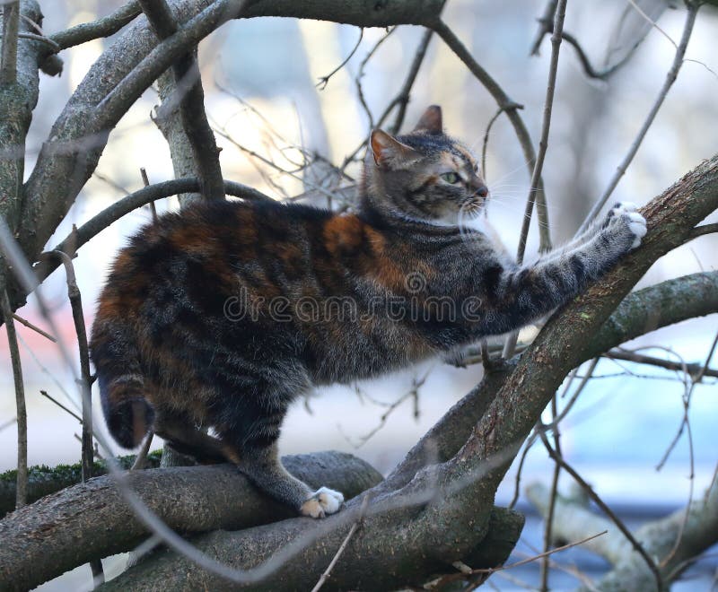 Multicolored Cat Sitting on a Tree Sharpens Its Claws on a Branch Stock ...